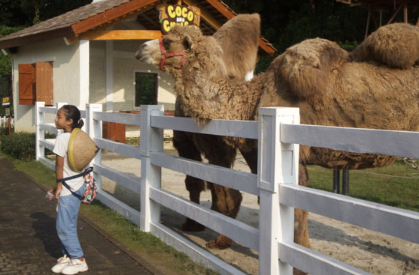 Cimory Dairyland Puncak Bogor 2024 : HTM, Wahana, Fasilitas, Lengkap ...
