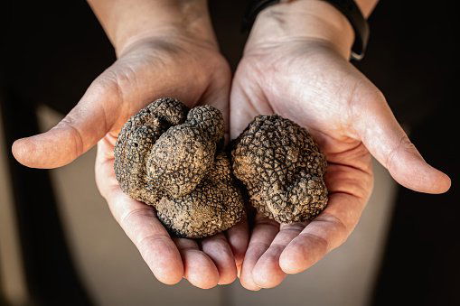 Ini Alasan Kenapa Jamur Truffle Harganya Mahal - AlongWalker