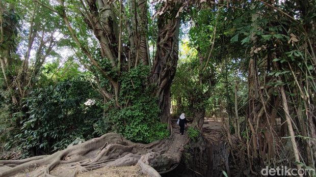 Tahukah Kamu, Ada Jembatan Akar Pohon di Sleman, Ini Penampakannya ...