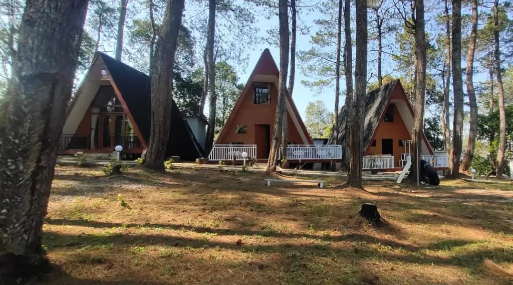 Top 7+ Rekomendasi Tempat Glamping Hutan Pinus Tercantik - AlongWalker