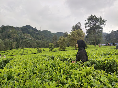Yuk, Liburan ke 5 Tempat Wisata Kebun Teh Puncak Bogor Berikut ini ...