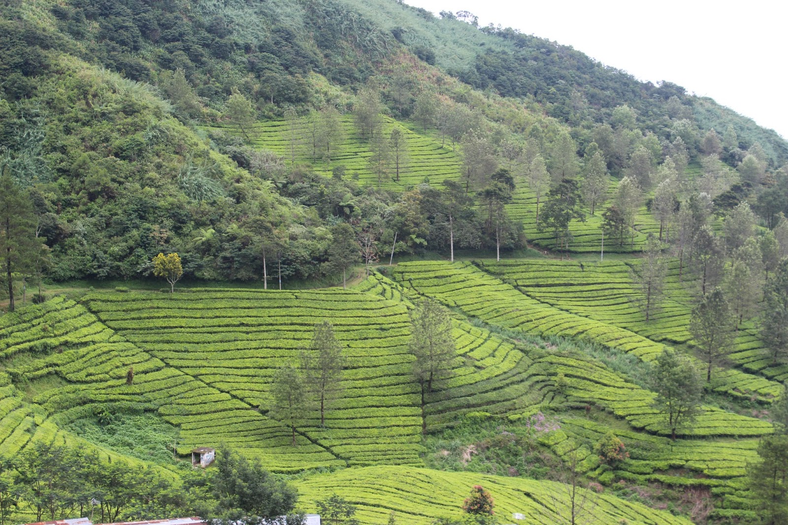 Yuk, Liburan ke 5 Tempat Wisata Kebun Teh Puncak Bogor Berikut ini ...