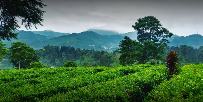 Yuk, Liburan ke 5 Tempat Wisata Kebun Teh Puncak Bogor Berikut ini ...